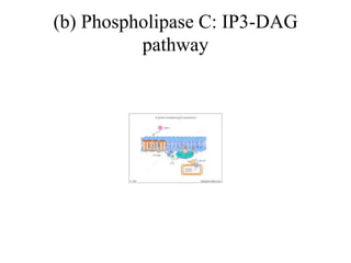 Signal tranduction. | PPTX | Biological Sciences | Science