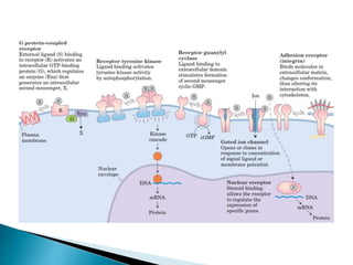 Signal transduction | PPTX