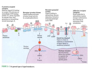 Signal transduction | PPT