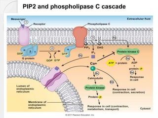 Signal transduction | PPTX