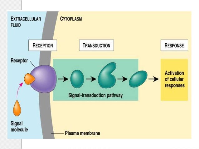 Signal transduction pathway examples - qerystatus