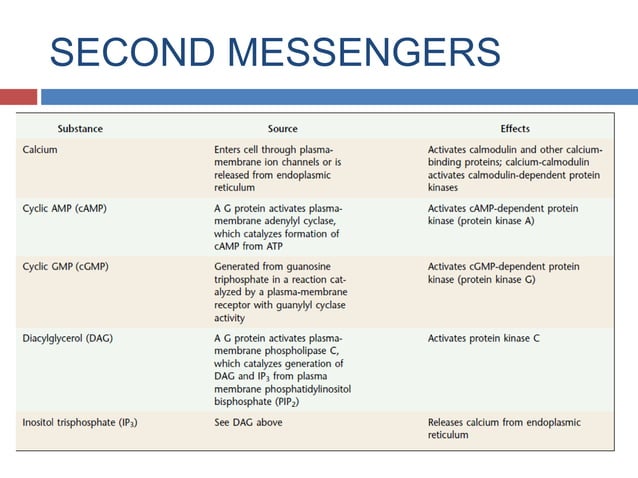 Signal Transduction and Second Messengers | PPT