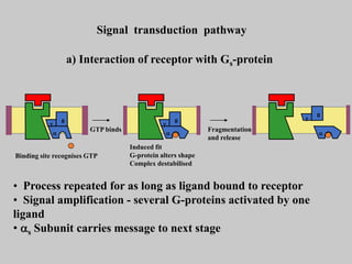 receptor as drug target (receptor structure and signal transduction) | PPT