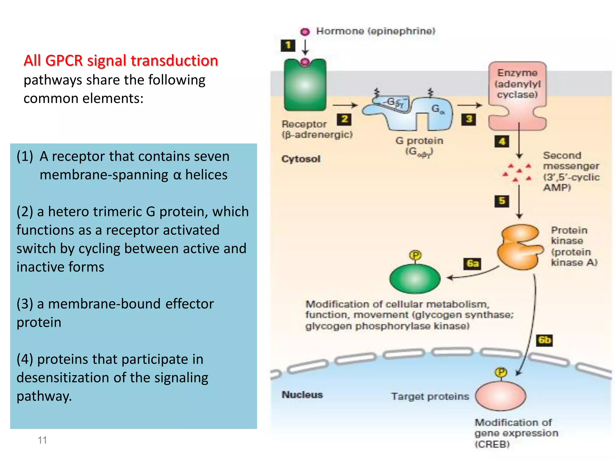 Signal transduction | PDF