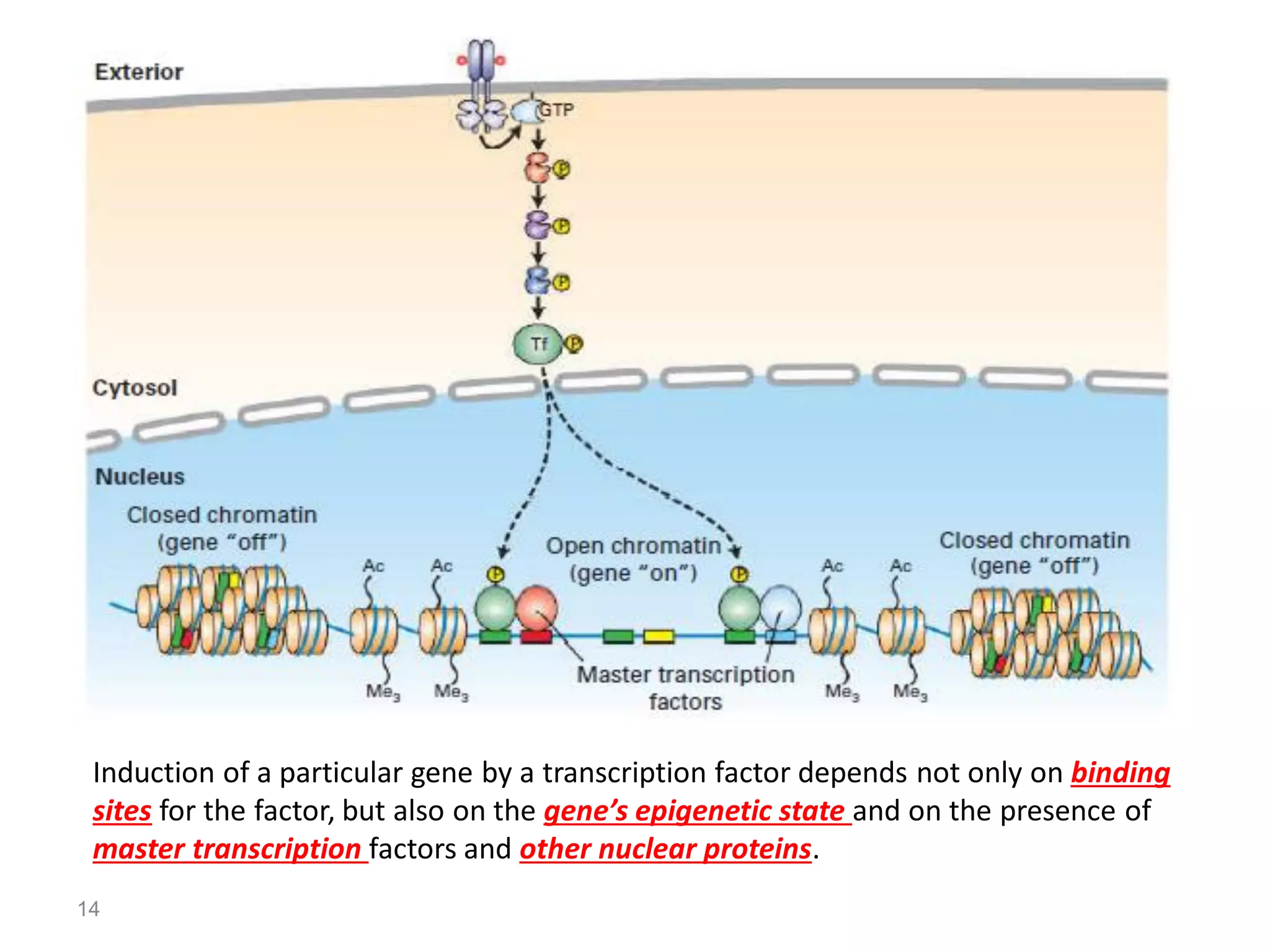 Signal transduction | PDF