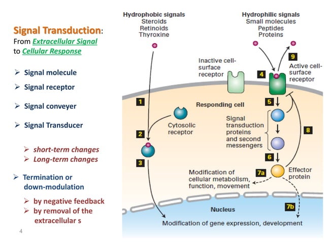 Signal transduction | PPT