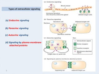 Signal transduction | PDF