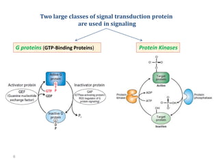 Signal transduction | PDF