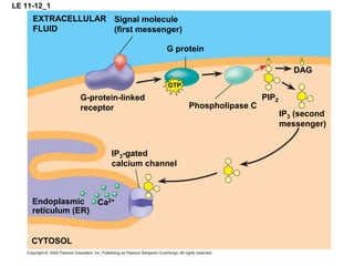 Signal transduction .................... | PPT