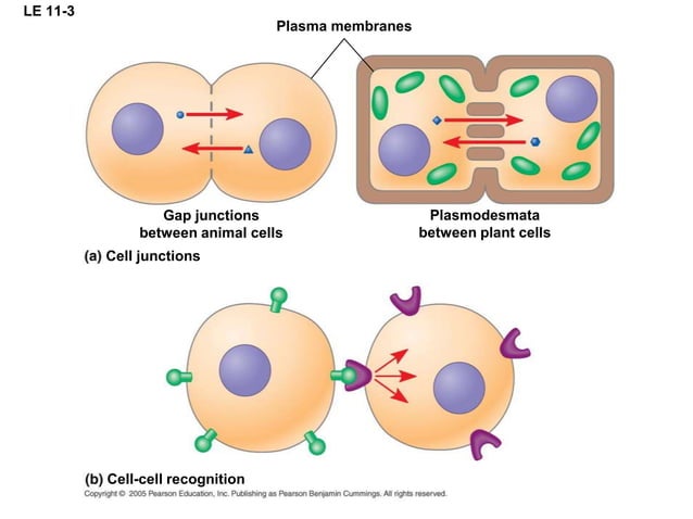 Signal Transduction Ppt