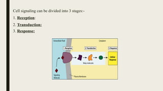 SIGNAL TRANSDUCTION MECHANISMS – G PROTEIN- COULPED RECEPTORS | PPTX