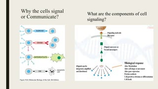 SIGNAL TRANSDUCTION MECHANISMS – G PROTEIN- COULPED RECEPTORS | PPTX
