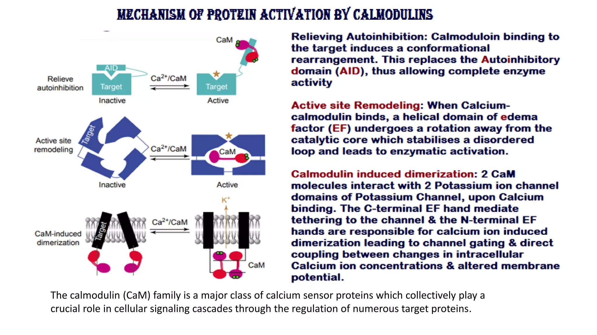 Signal transduction Calcium Signaling | PDF