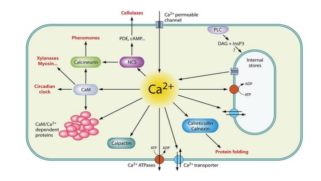 Signal transduction Calcium Signaling | PDF