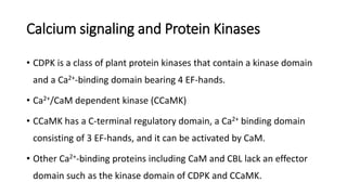 Signal transduction Calcium Signaling | PDF