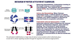 Signal transduction Calcium Signaling | PDF