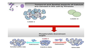 Signal Transduction In Calcium