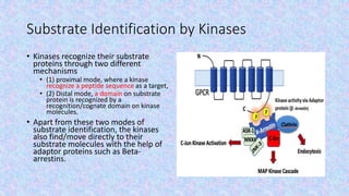 Signal transduction : Protein Kinase and Phosphatase | PPTX