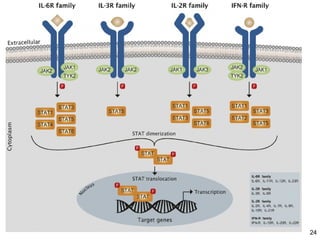 SIGNAL TRANSDUCTION pathway b iology.ppt