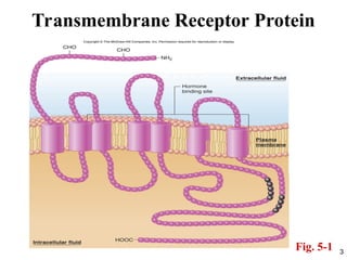 SIGNAL TRANSDUCTION pathway b iology.ppt