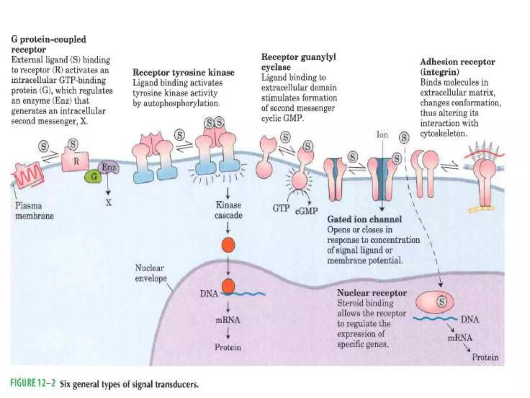 Signal transduction and hormone receptor complex | PPTX