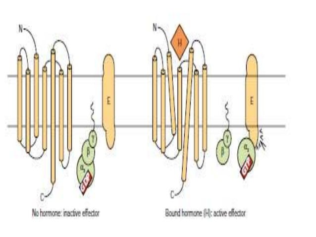 Signal transduction and hormone receptor complex | PPTX