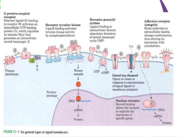 Signal transduction and hormone receptor complex