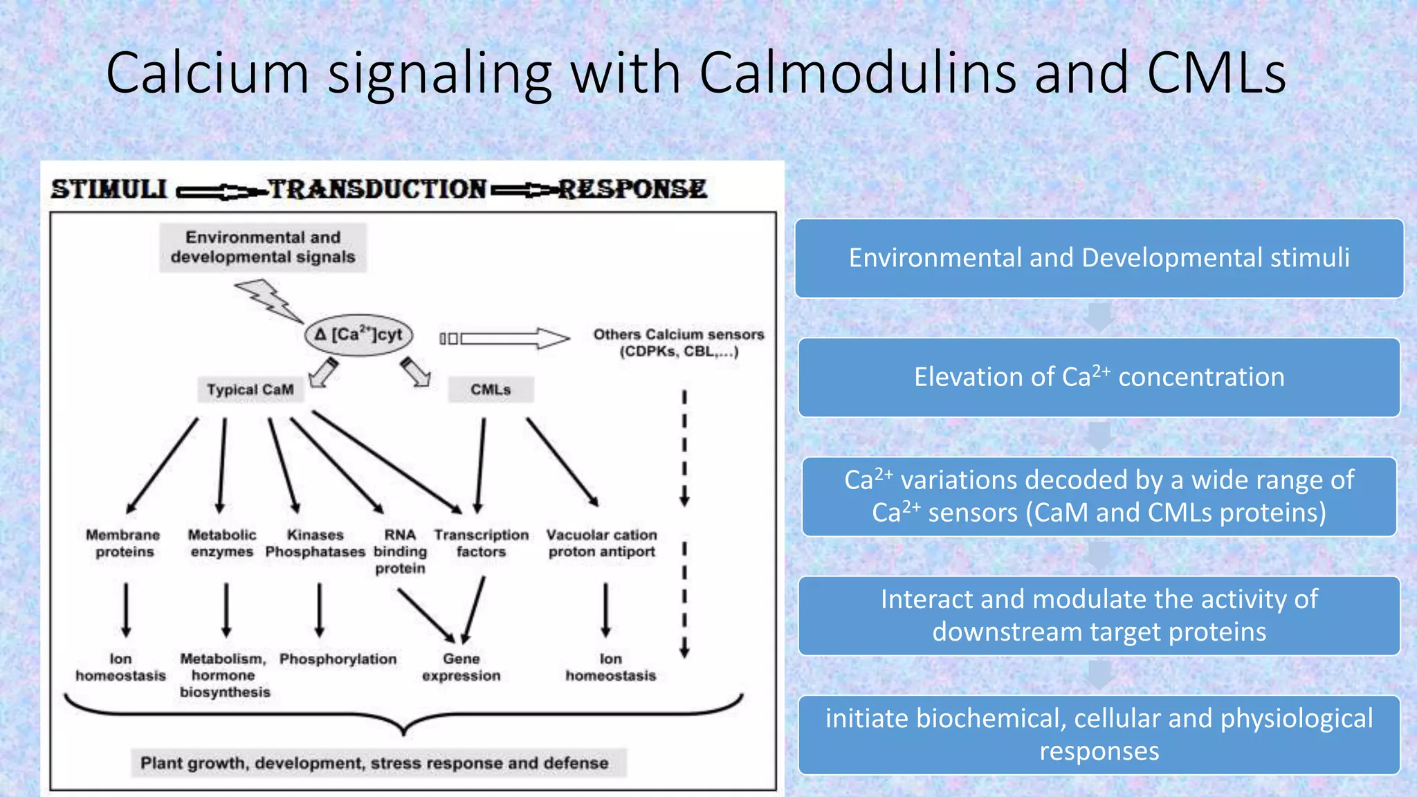 Calmodulin | PPTX