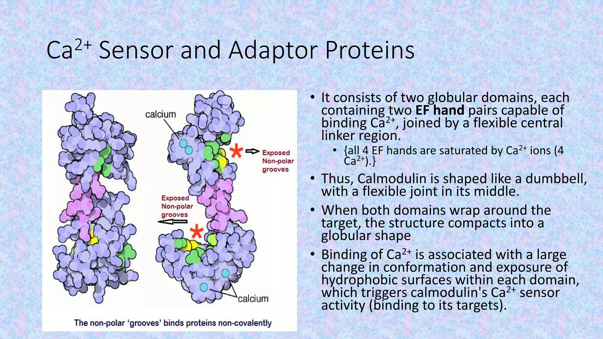 Calmodulin | PPTX