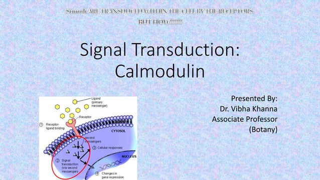 Calmodulin | PPTX
