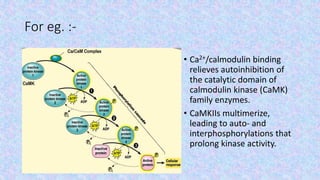 Calmodulin | PPTX