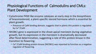 Calmodulin | PPTX