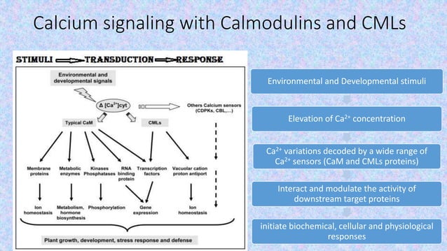 Calmodulin | PPTX
