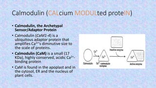 Calmodulin | PPTX