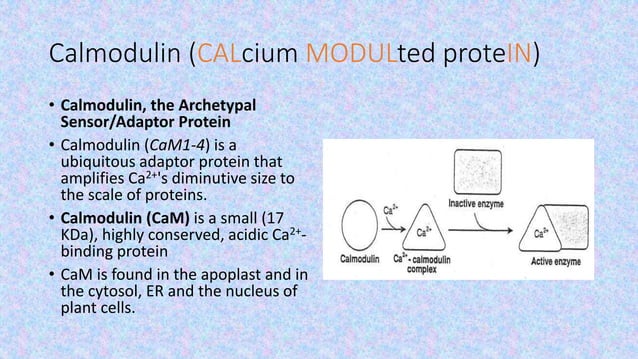 Calmodulin | PPTX