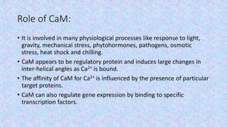 Calmodulin | PPTX