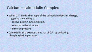 Calmodulin | PPTX