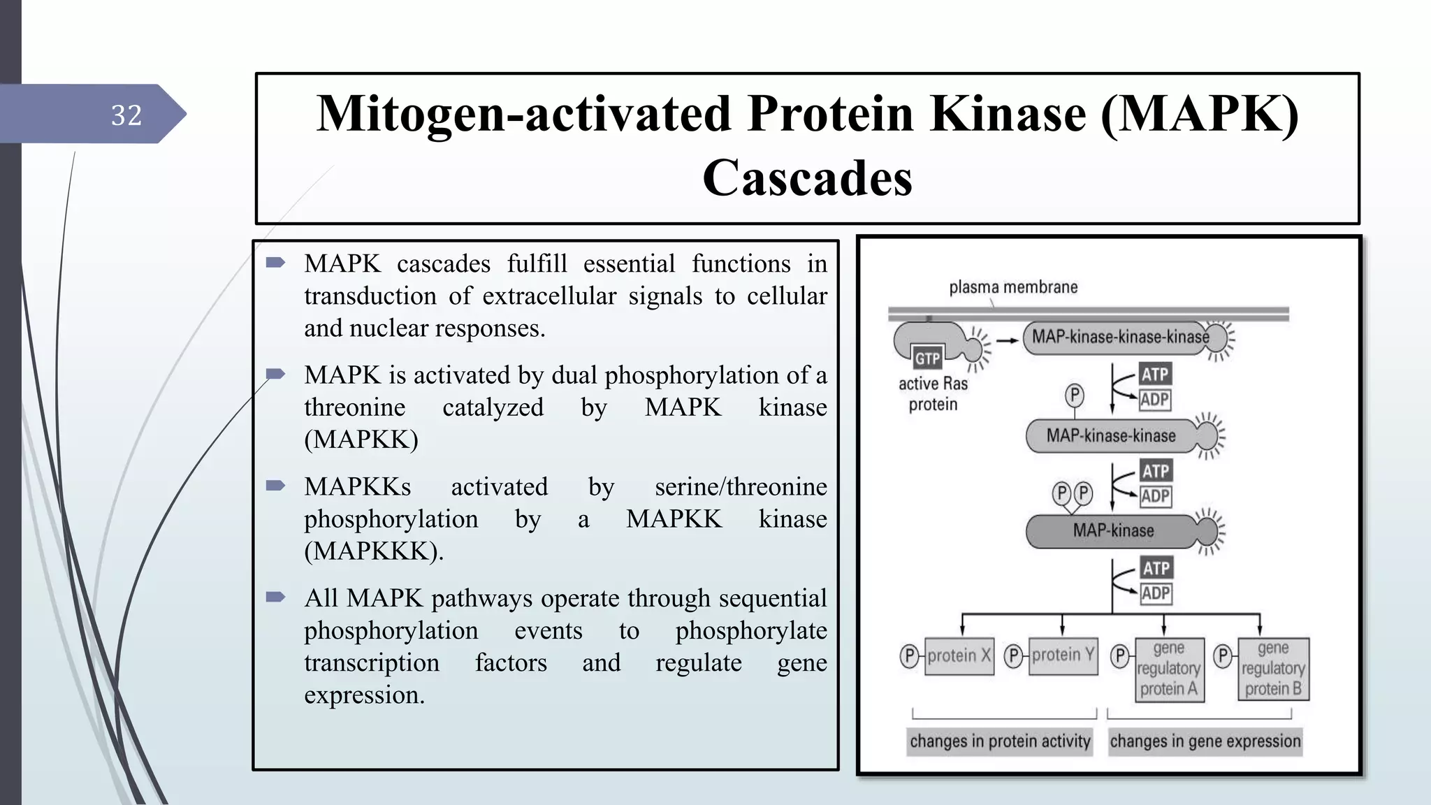 Signal transduction in plant defense responses | PPTX