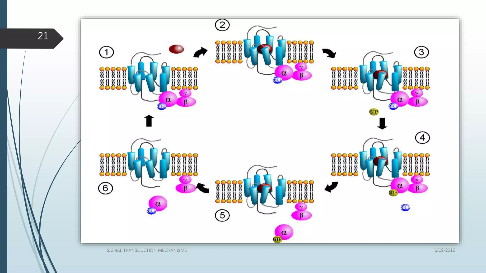 Signal transduction pathways | PPTX