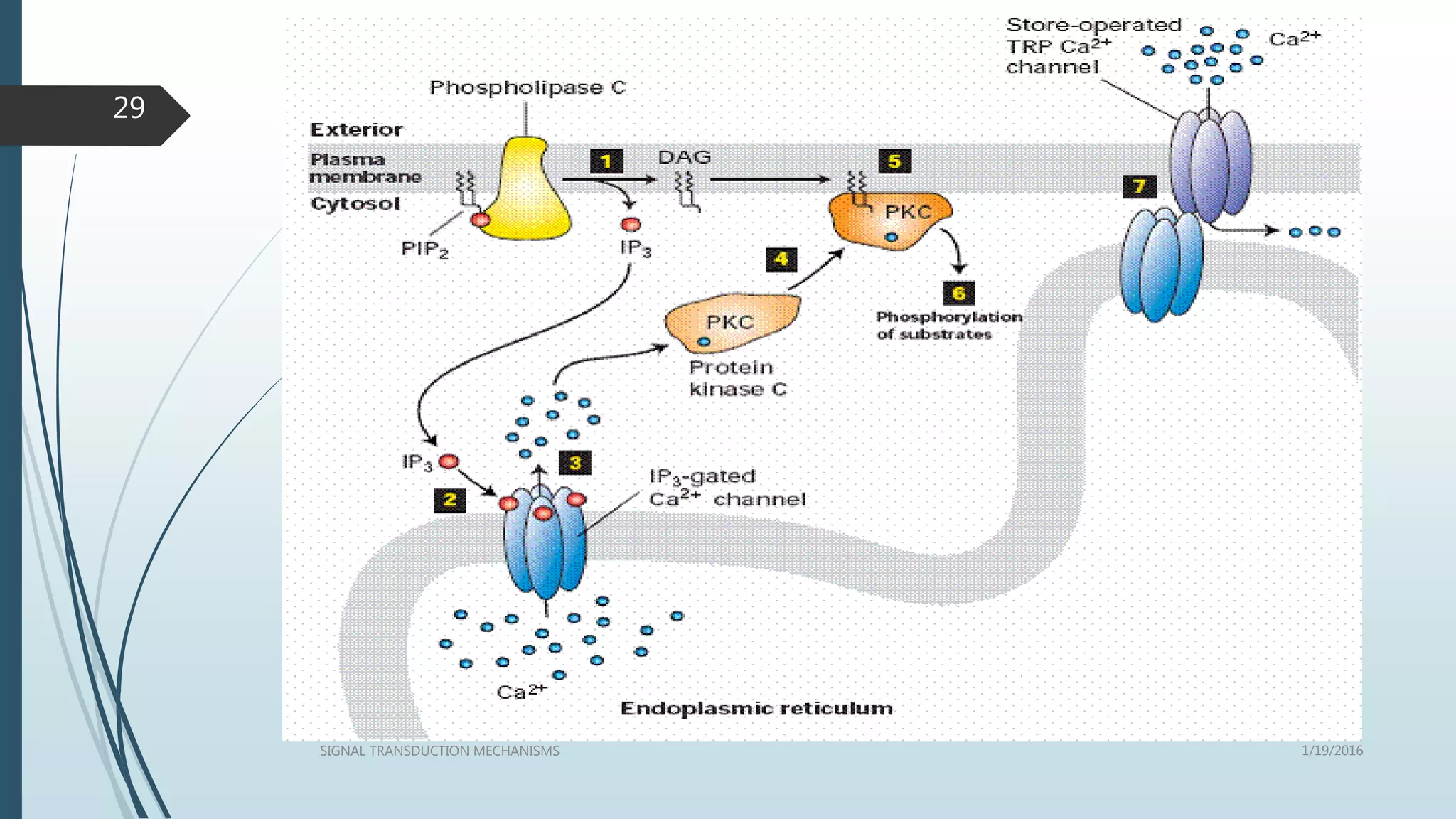 Signal transduction pathways | PPTX