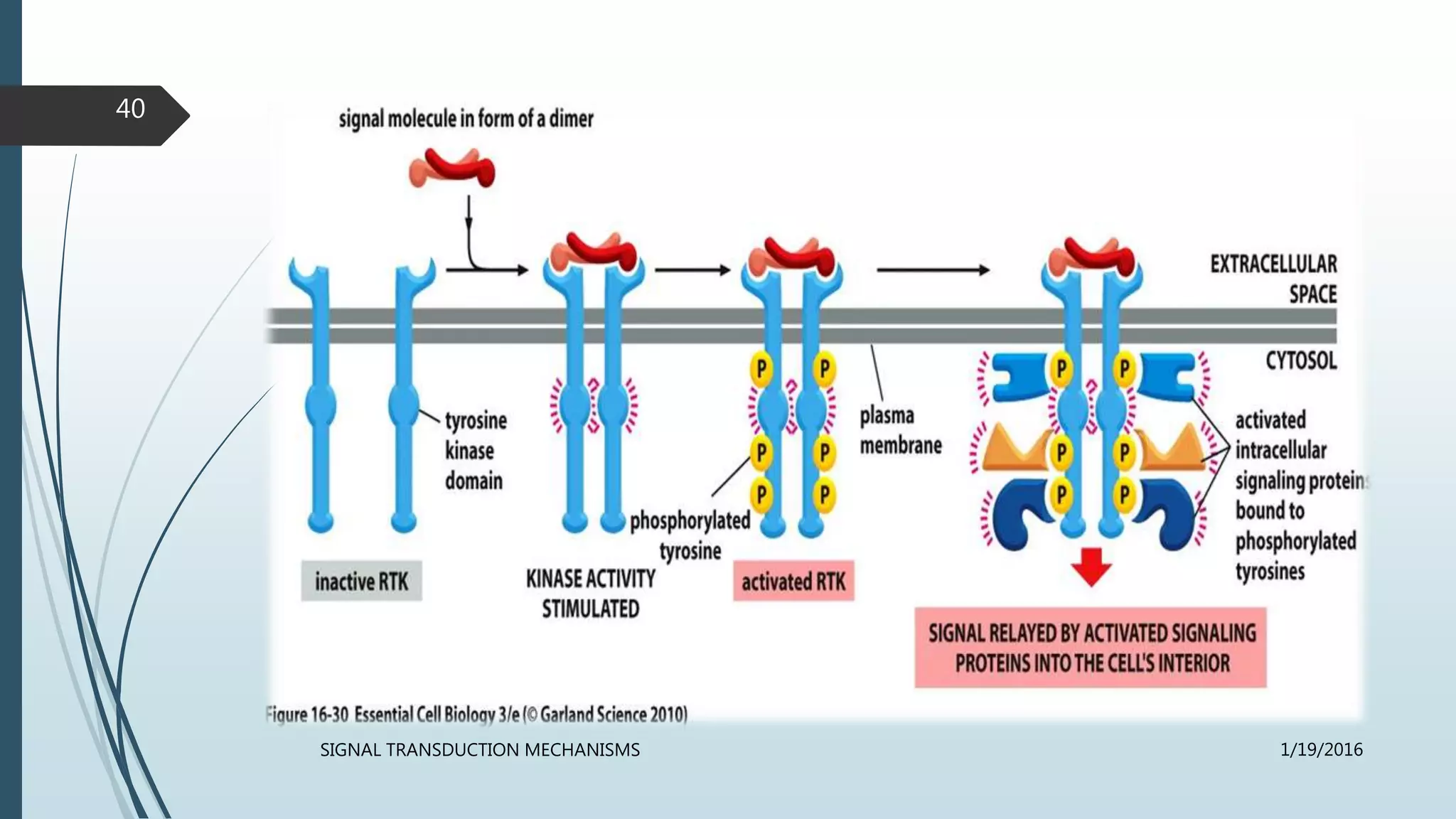 Signal transduction pathways | PPTX