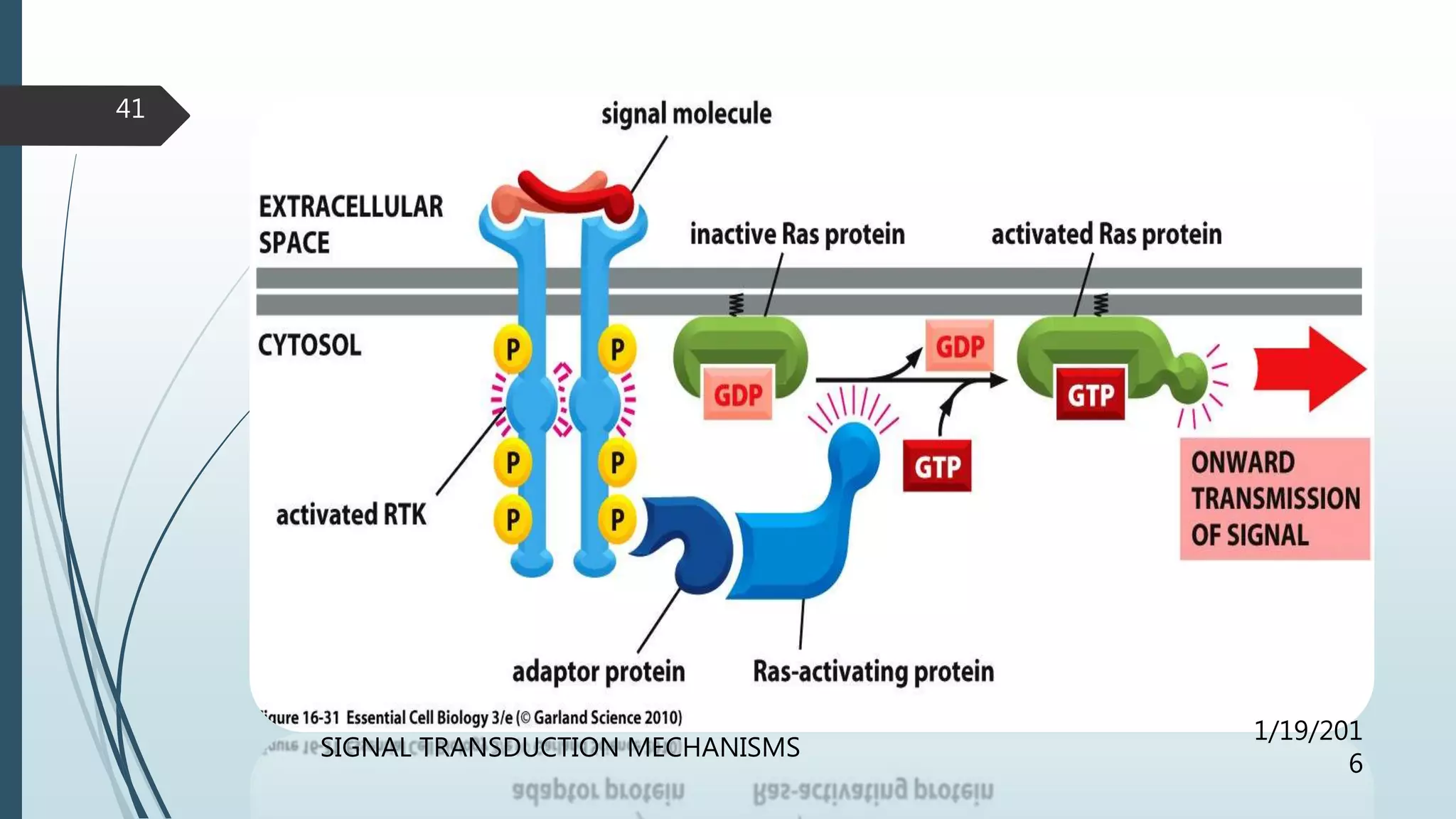 Signal transduction pathways | PPTX