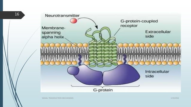 Signal transduction pathways | PPTX