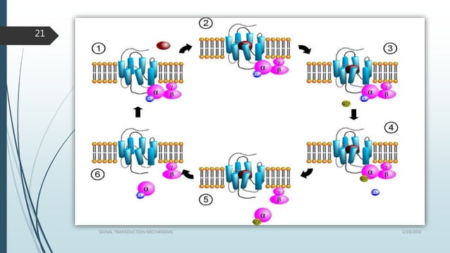 Signal transduction pathways | PPTX