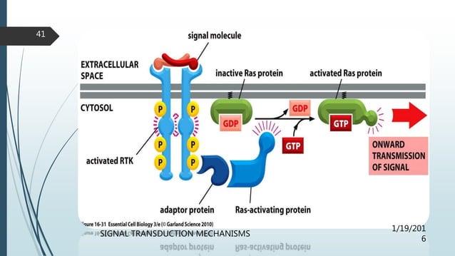 Signal transduction pathways | PPTX