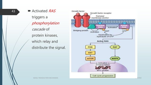 Signal transduction pathways | PPTX