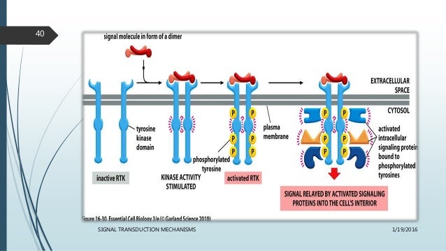 Signal transduction pathways