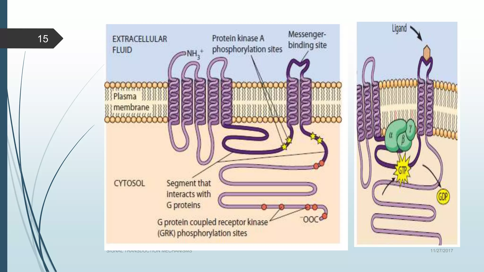 Signal transduction mechanism | PPTX