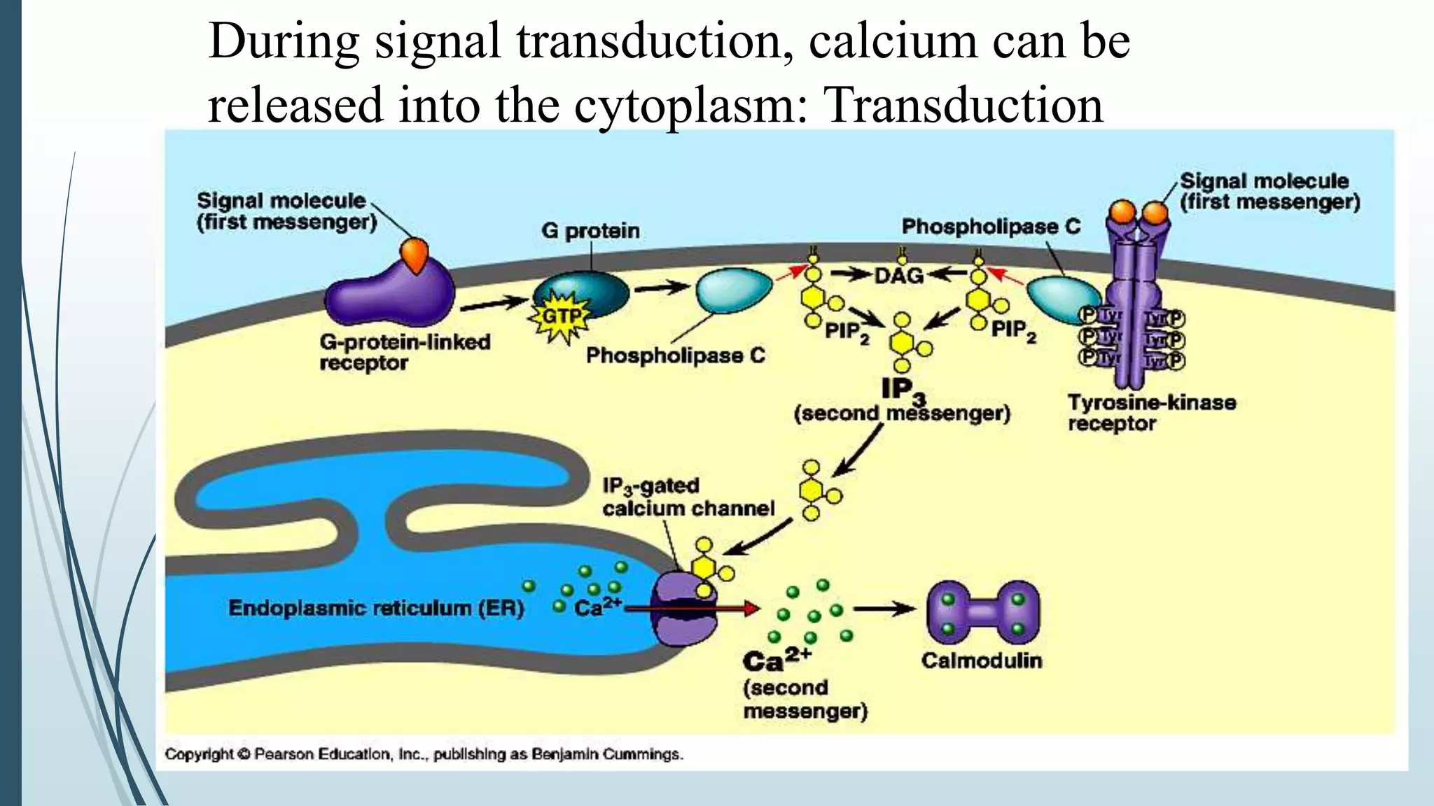 Signal transduction mechanism | PPTX