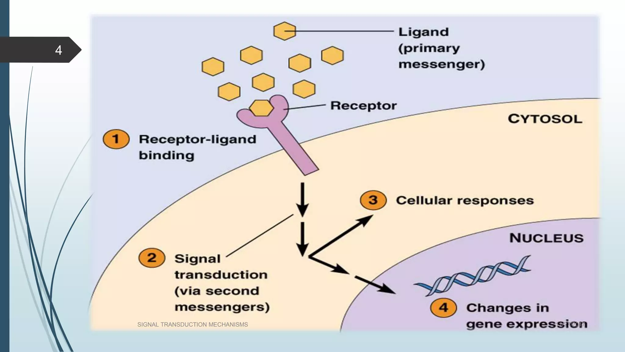 Signal transduction mechanism | PPTX